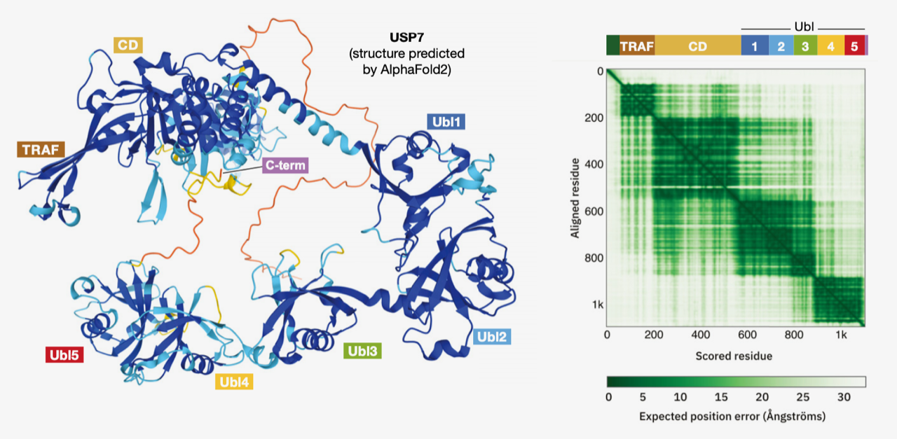 AFDB: Analyze the prediction for USP7 - E-Learning@VIB